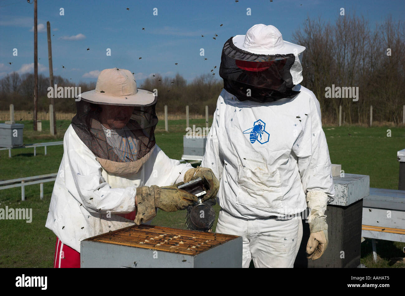 Two beekeepers one of them using smoker to calm bees Stock Photo - Alamy