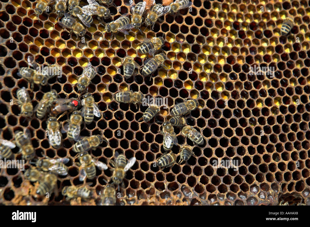Queen bee with red mark surrounded by worker bees on honeycomb close up ...