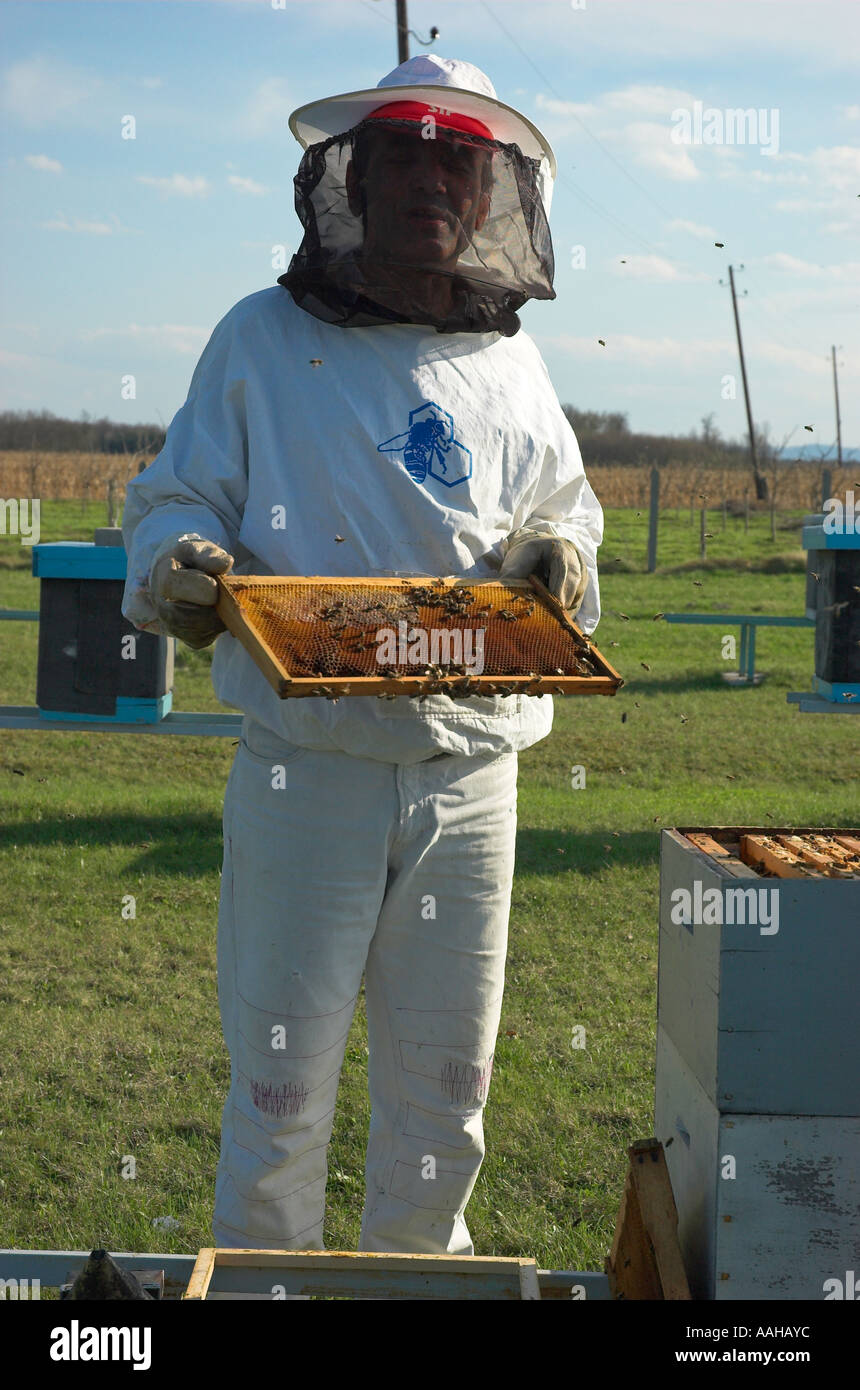 Beekeeper holding honeycomb Stock Photo - Alamy