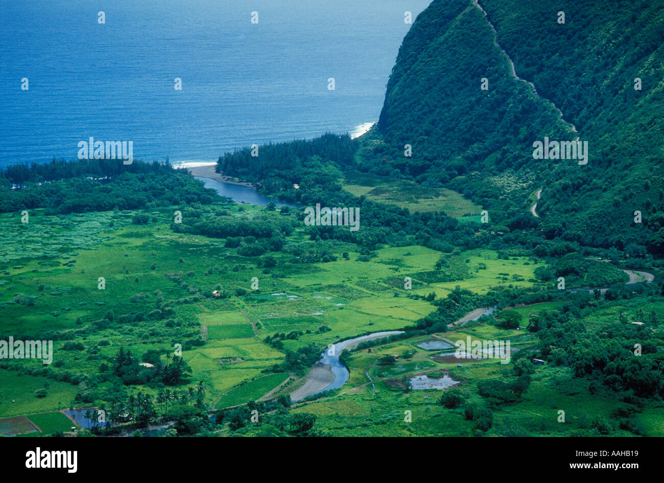Waipio valley taro hi-res stock photography and images - Alamy