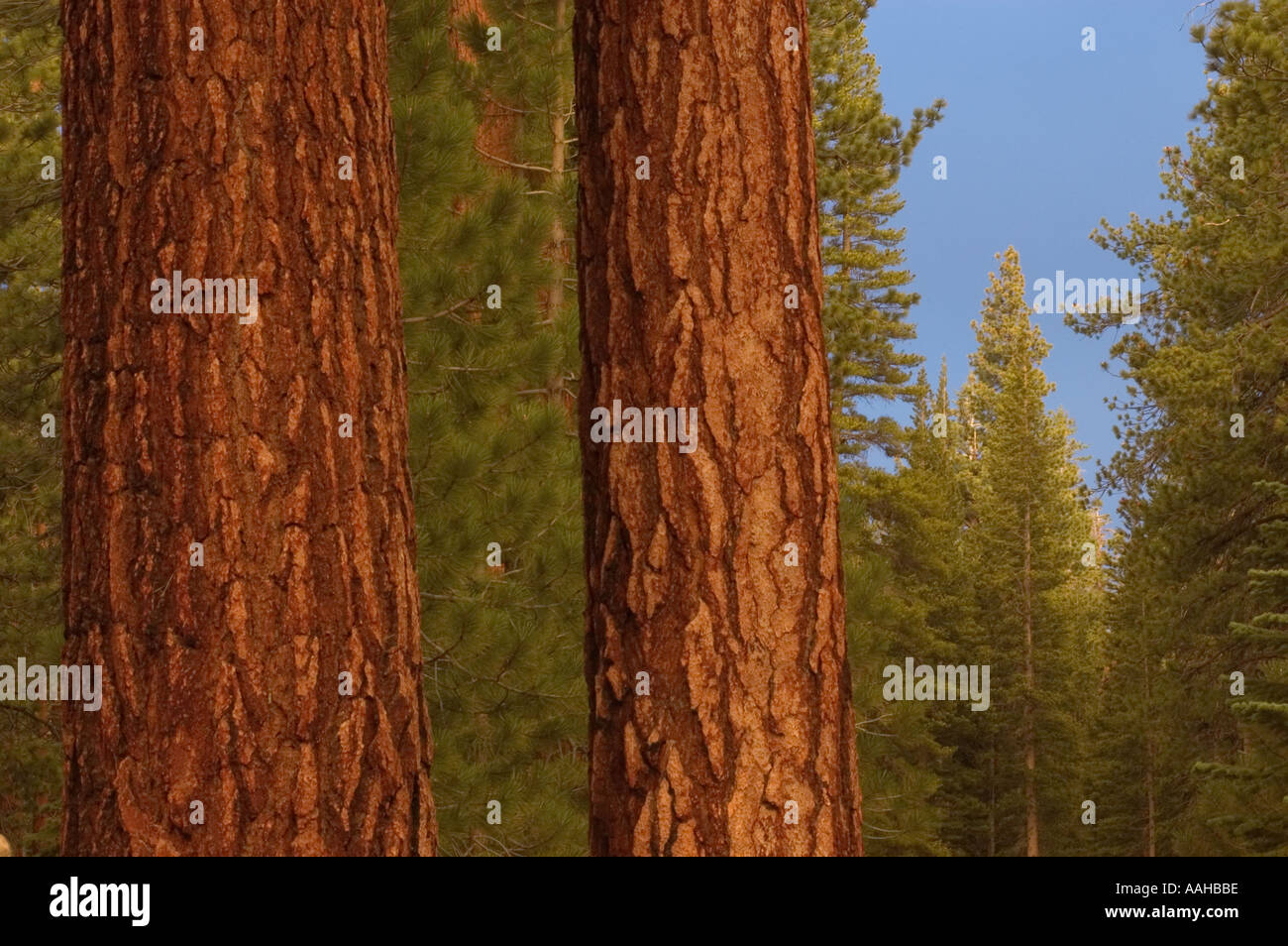 Jeffrey Pine trees in late afternoon sun Inyo National Forest eastern ...