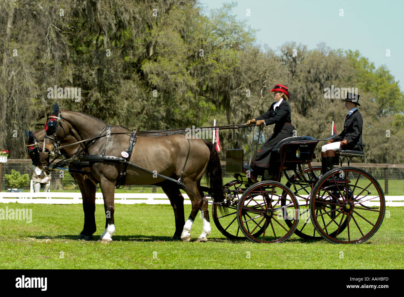 Equestrian driving team preparing to begin competition on cones course ...