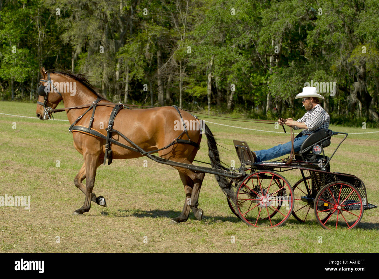 Horse trainer preparing for equestrian driving event Stock Photo - Alamy
