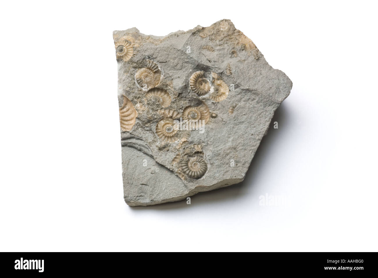 Fossil ammonite cut out hi-res stock photography and images - Alamy