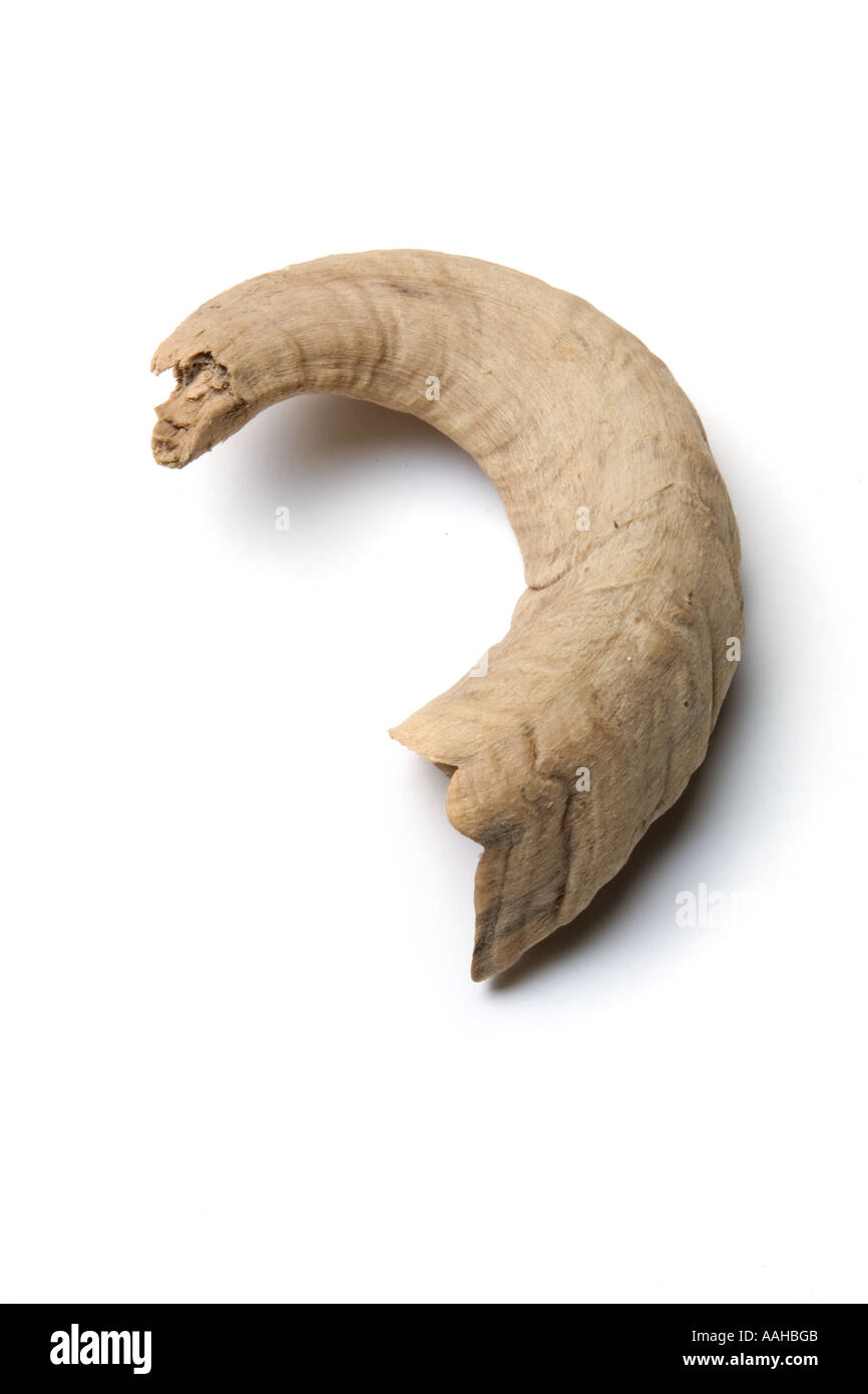 Ram horn Cut Out Stock Images & Pictures - Alamy