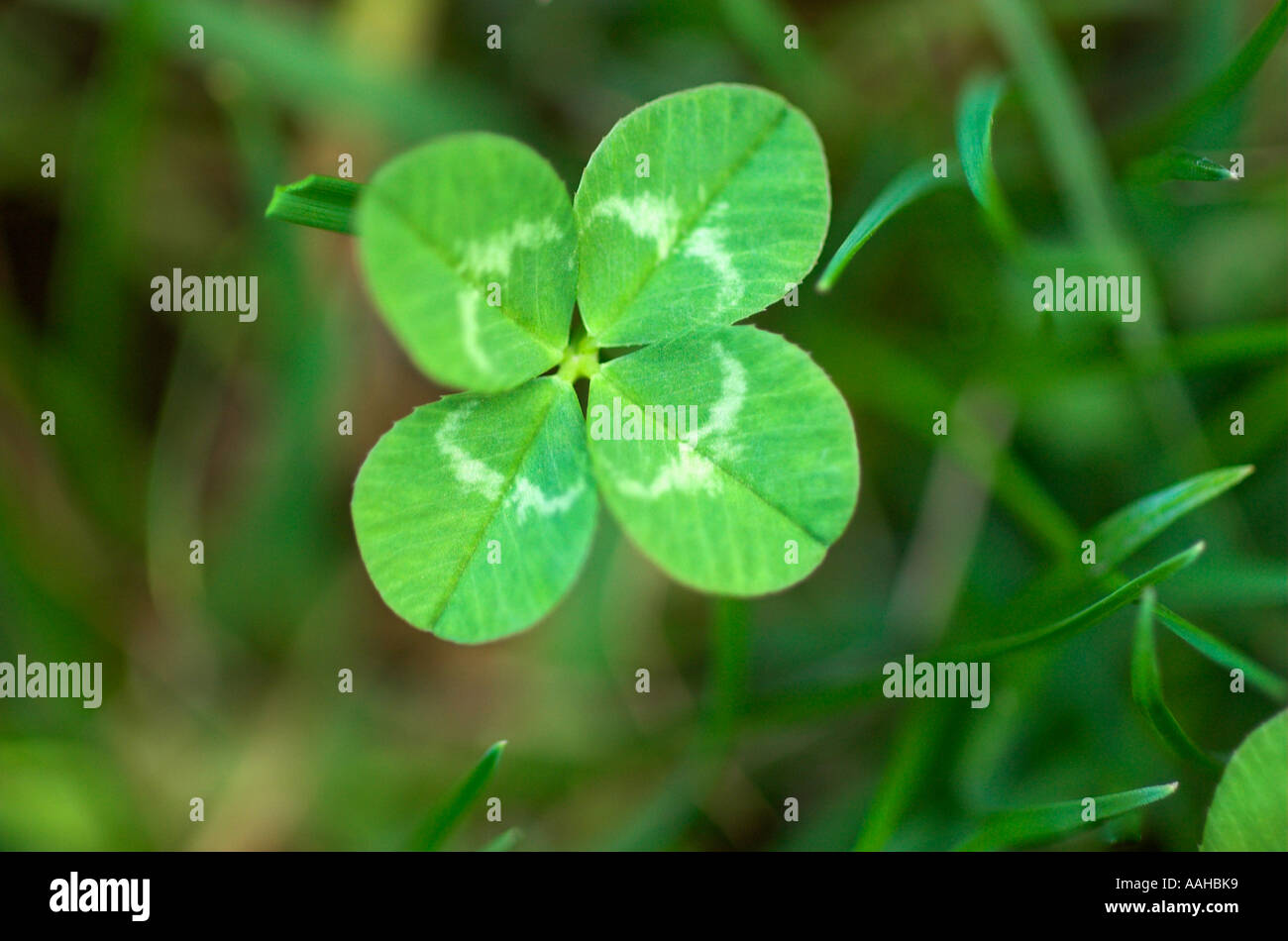 Four leaf clover Stock Photo - Alamy