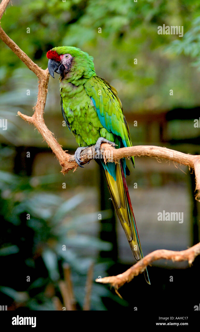 Great Green Macaw in captivity at Silver Springs Park in Ocala Florida ...