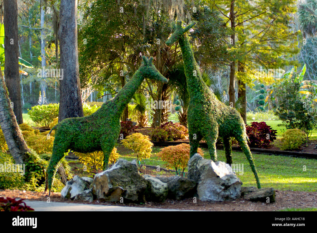 Giraffe topiary in peacefull setting at Silver Springs park in Ocala ...