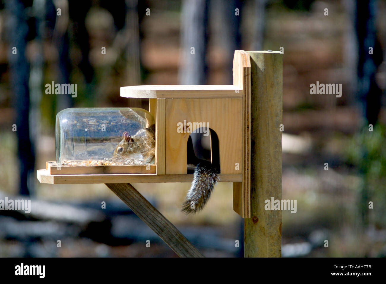 Squirrel feeder hi-res stock photography and images - Alamy