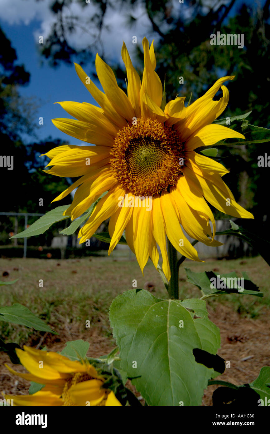 Bright colorful Sunflower Stock Photo - Alamy