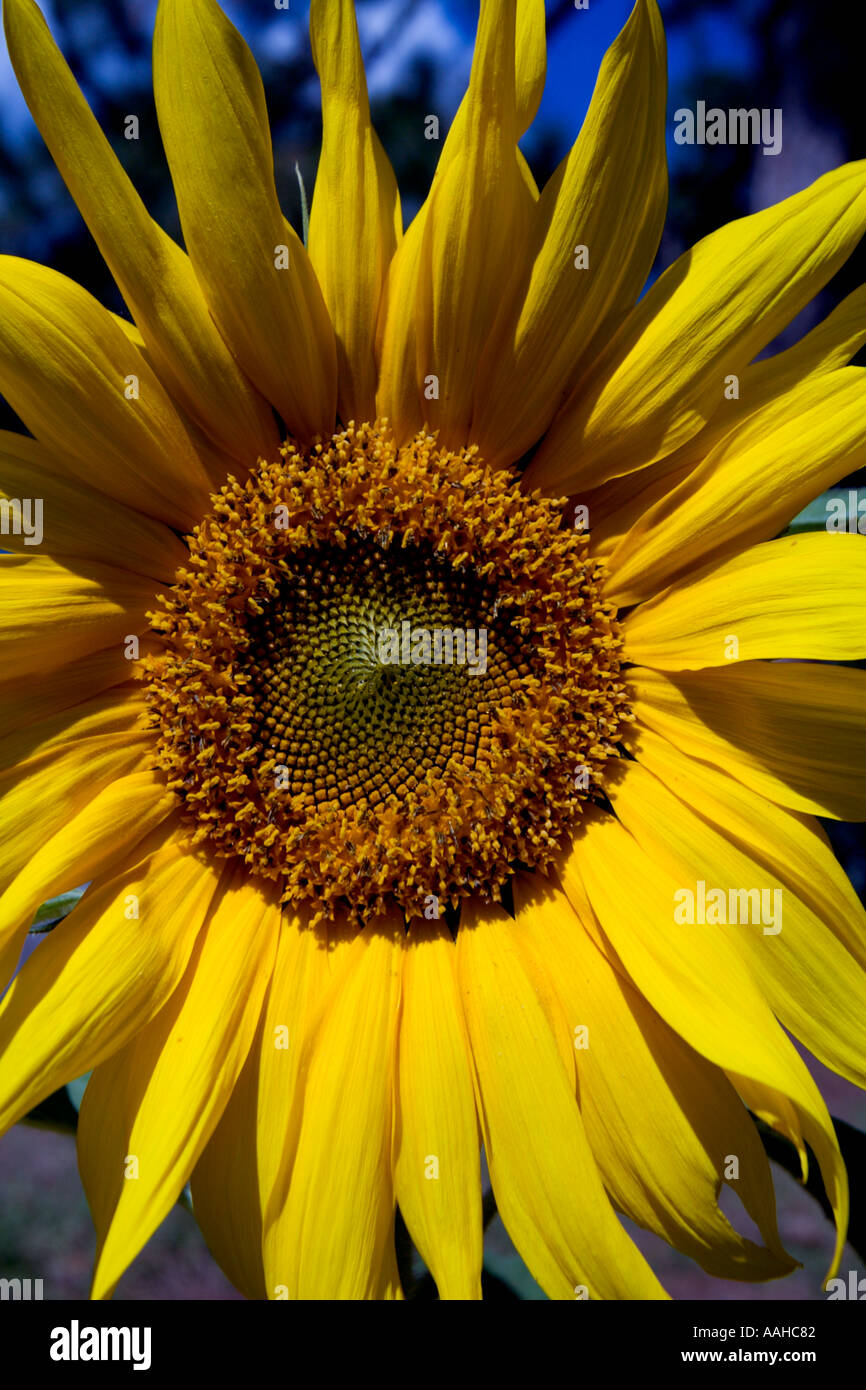 Bright colorful Sunflower Stock Photo - Alamy