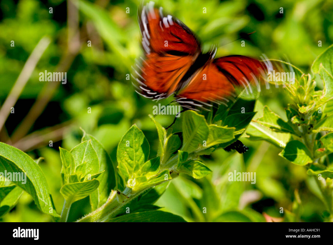 Butterfly flying motion hi-res stock photography and images - Alamy