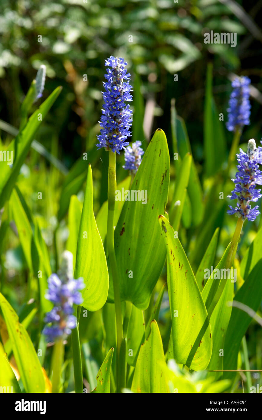 Colorful blue blooms on a wetlands plant in central Florida USA Stock ...