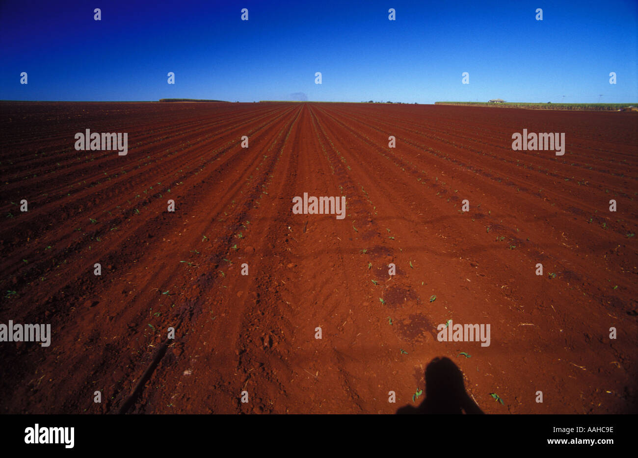 seed drills ready for planting in rich red volcanic soil sip 3471 Stock ...