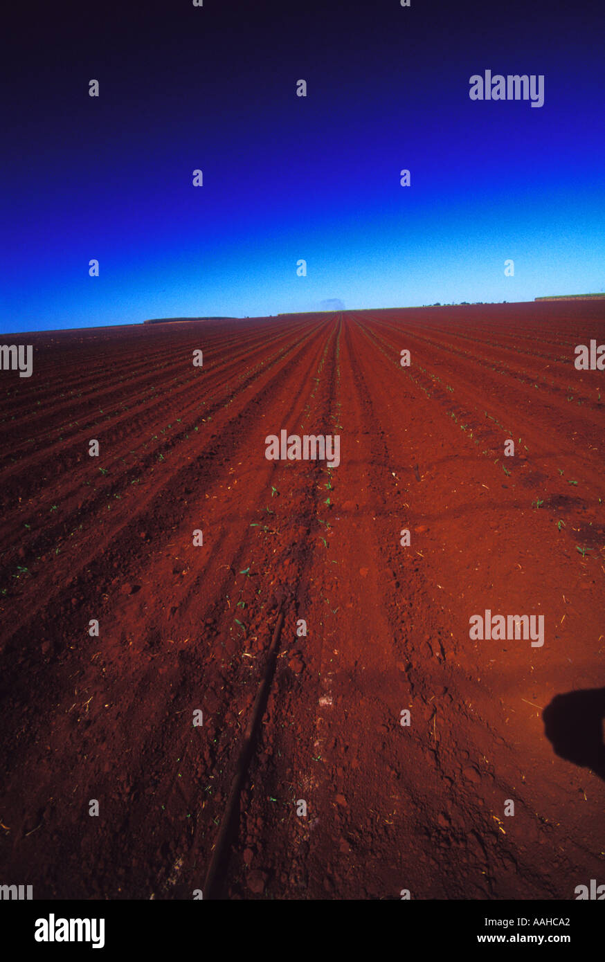 seed drills ready for planting in rich red volcanic soil sip 3472 Stock ...