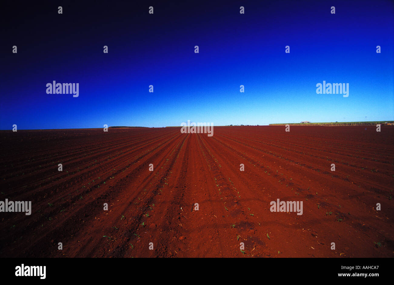 seed drills ready for planting in rich red volcanic soil sip 3473 Stock ...