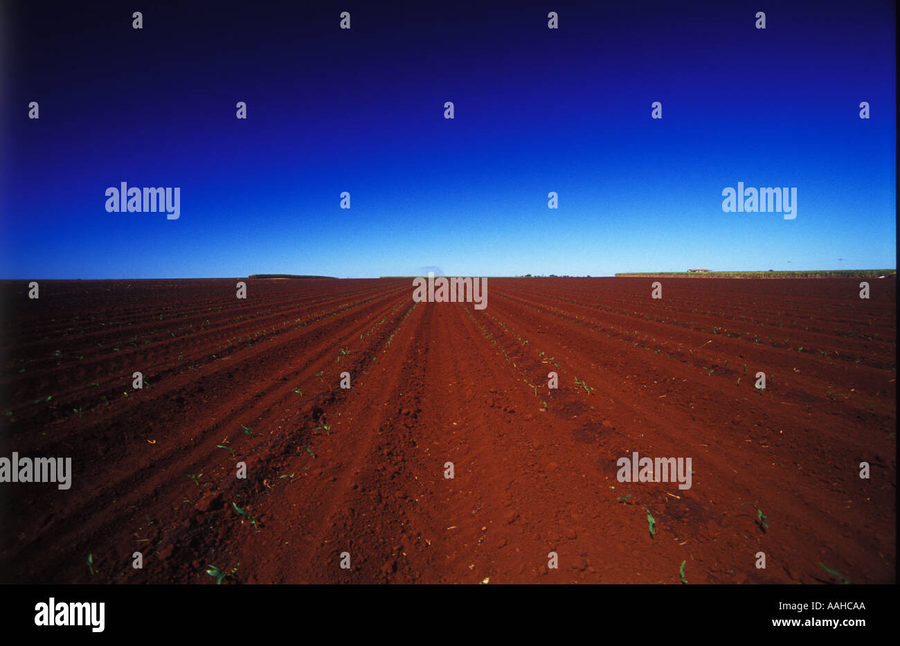 seed drills ready for planting in rich red volcanic soil sip 3474 Stock ...