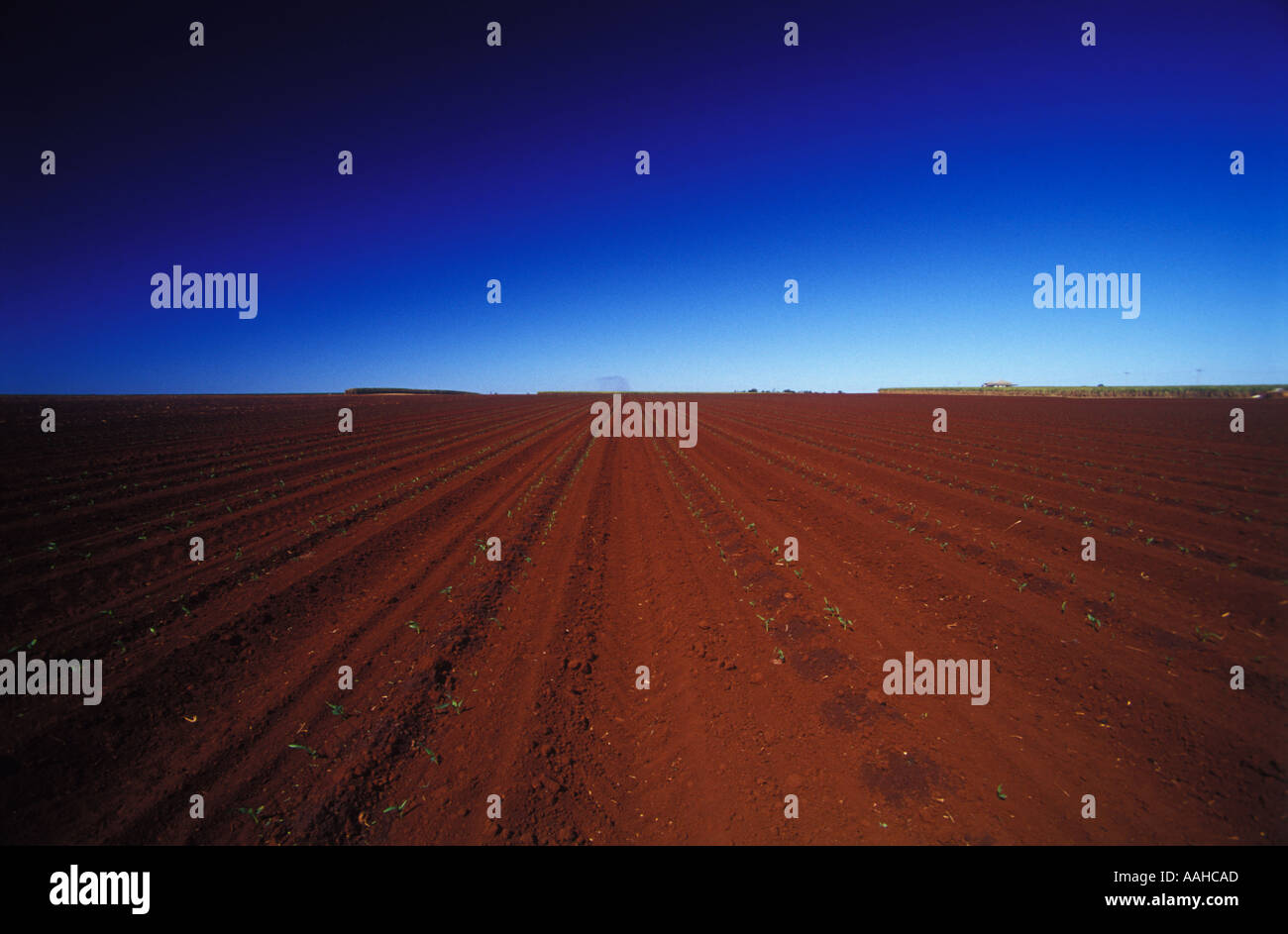 seed drills ready for planting in rich red volcanic soil sip 3475 Stock ...