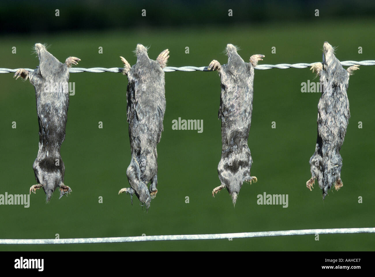 Gibbet animals hi-res stock photography and images - Alamy