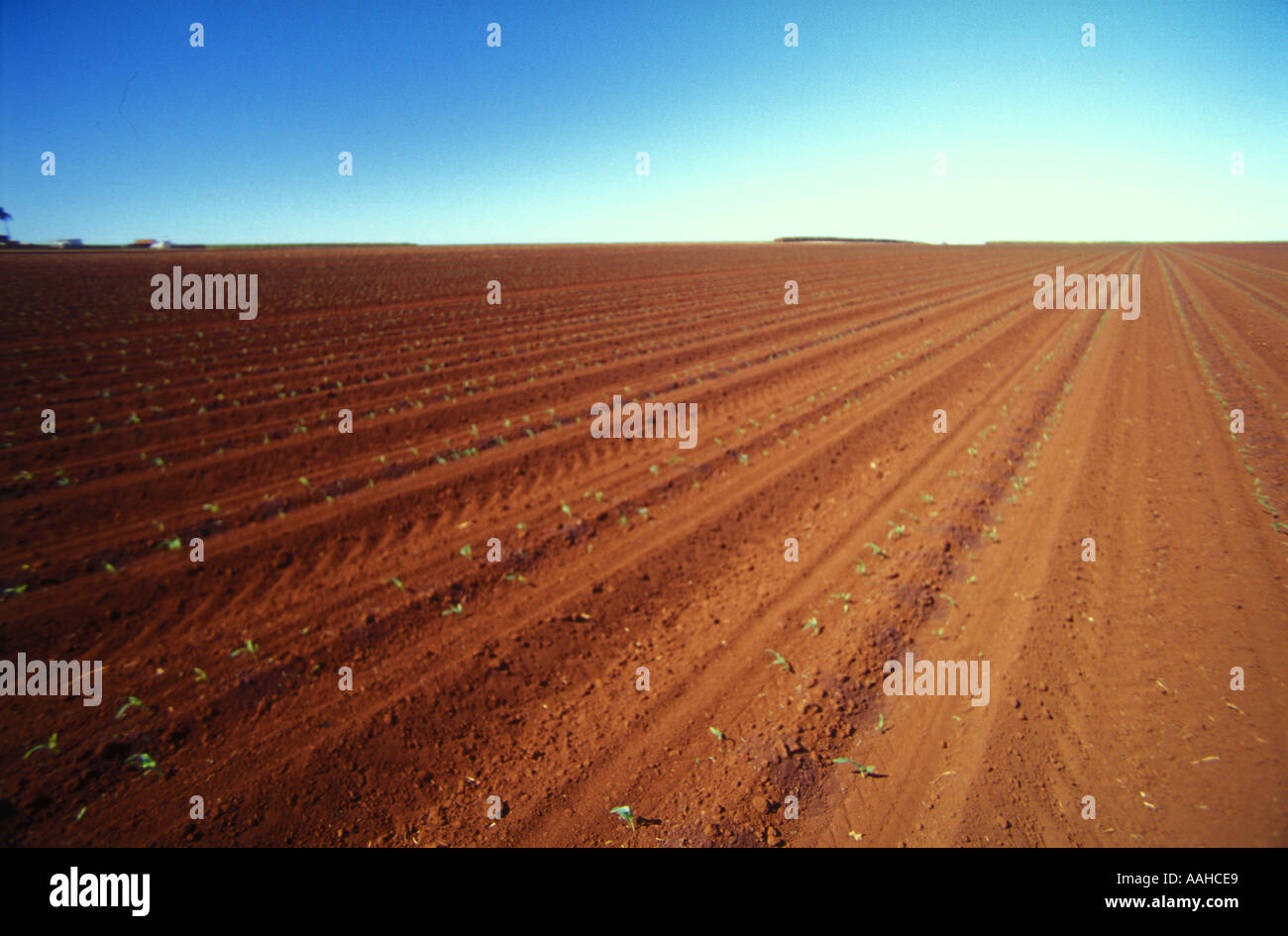 seedlings planted in rich red volcanic soil sip 3496 Stock Photo - Alamy