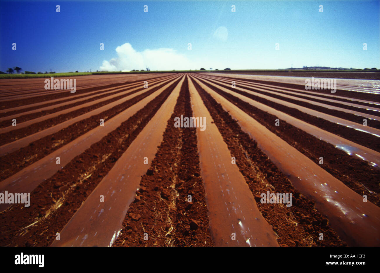 water saving weed reduction plastic seed drills ready for planting sip ...