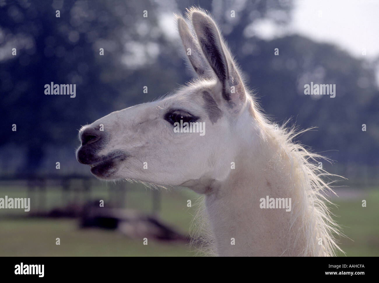 Spitting llama hi-res stock photography and images - Alamy