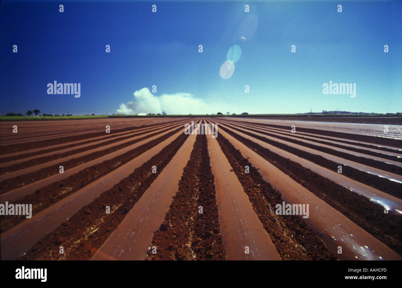 water saving weed reduction plastic seed drills ready for planting sip ...