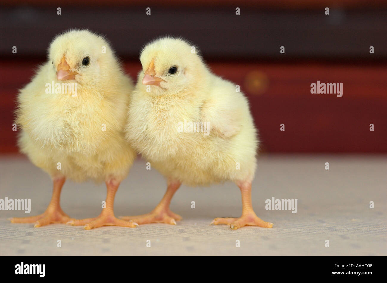 Two baby chicken Stock Photo - Alamy