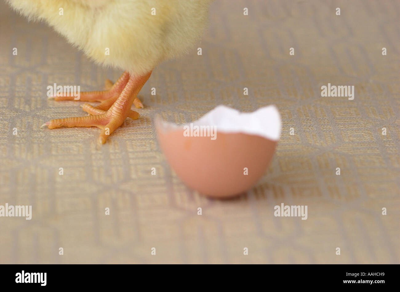 Baby chicken walking away from broken eggshell low section Stock Photo ...