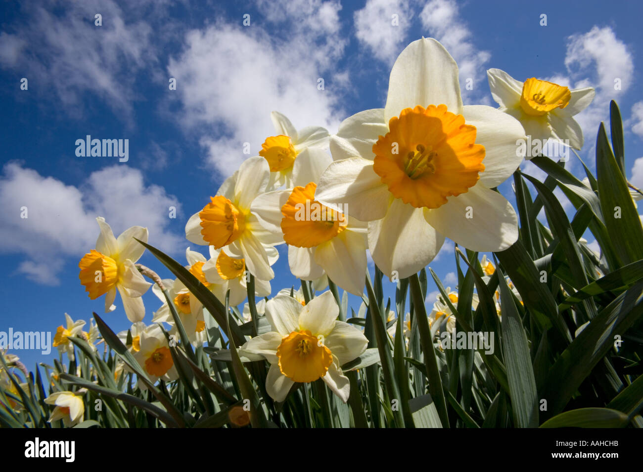 Commercial daffodil growing farming rows hi-res stock photography and ...