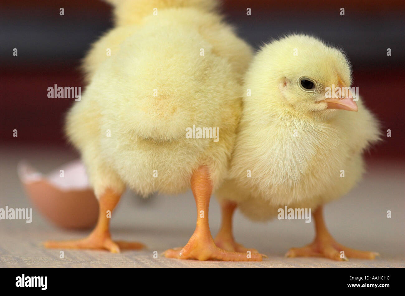 Two baby chicken Stock Photo - Alamy