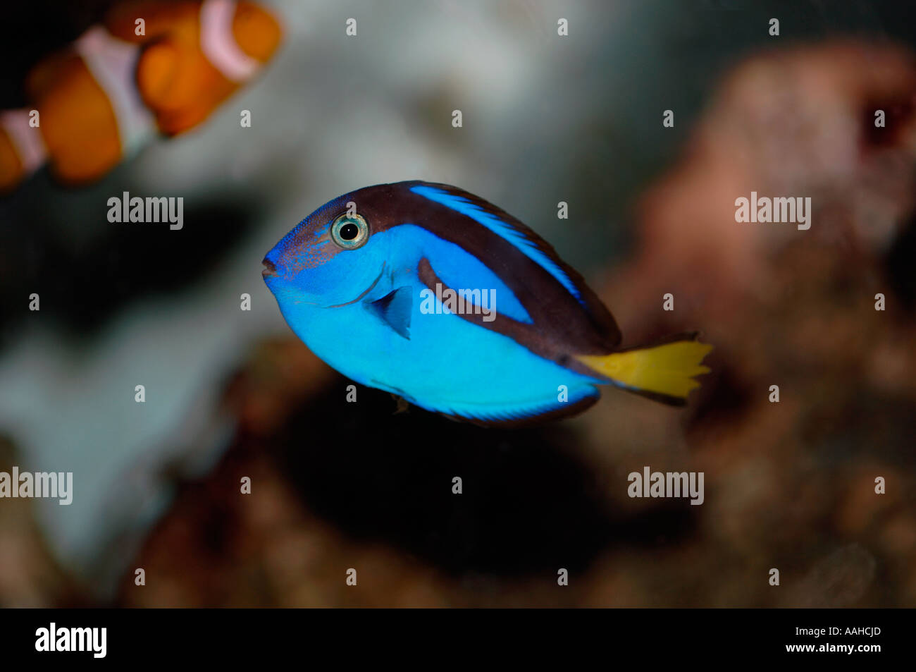 Blue Tang Fish (Paracanthurus hepatus) Also Known as Regal Tang,Blue ...