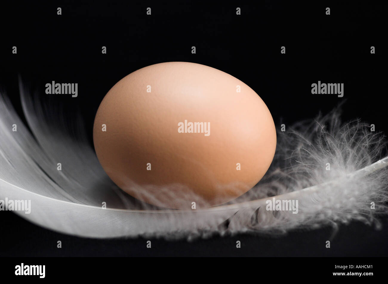 Hen egg on white feather Stock Photo - Alamy