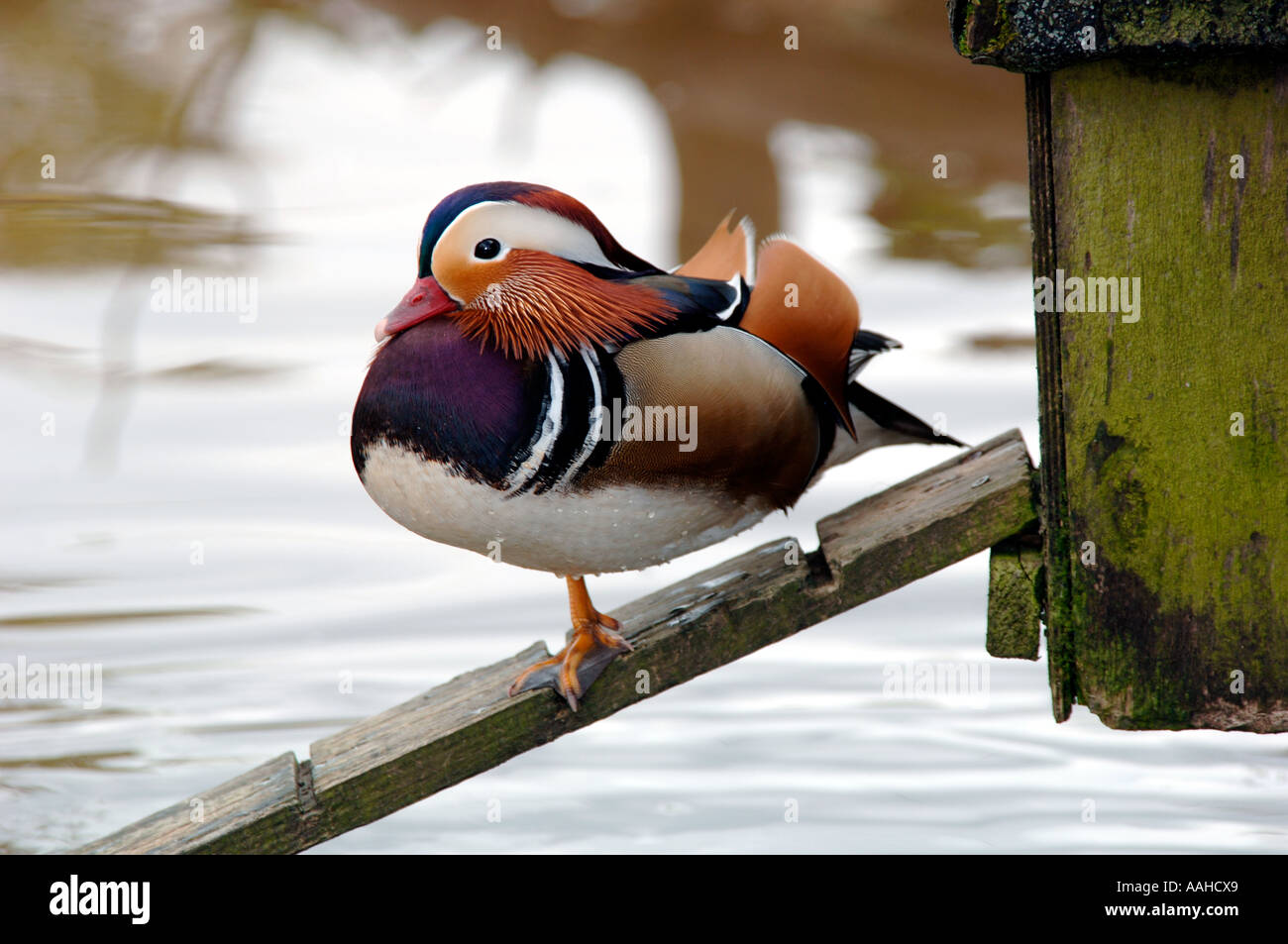 Asian duck species hi-res stock photography and images - Alamy
