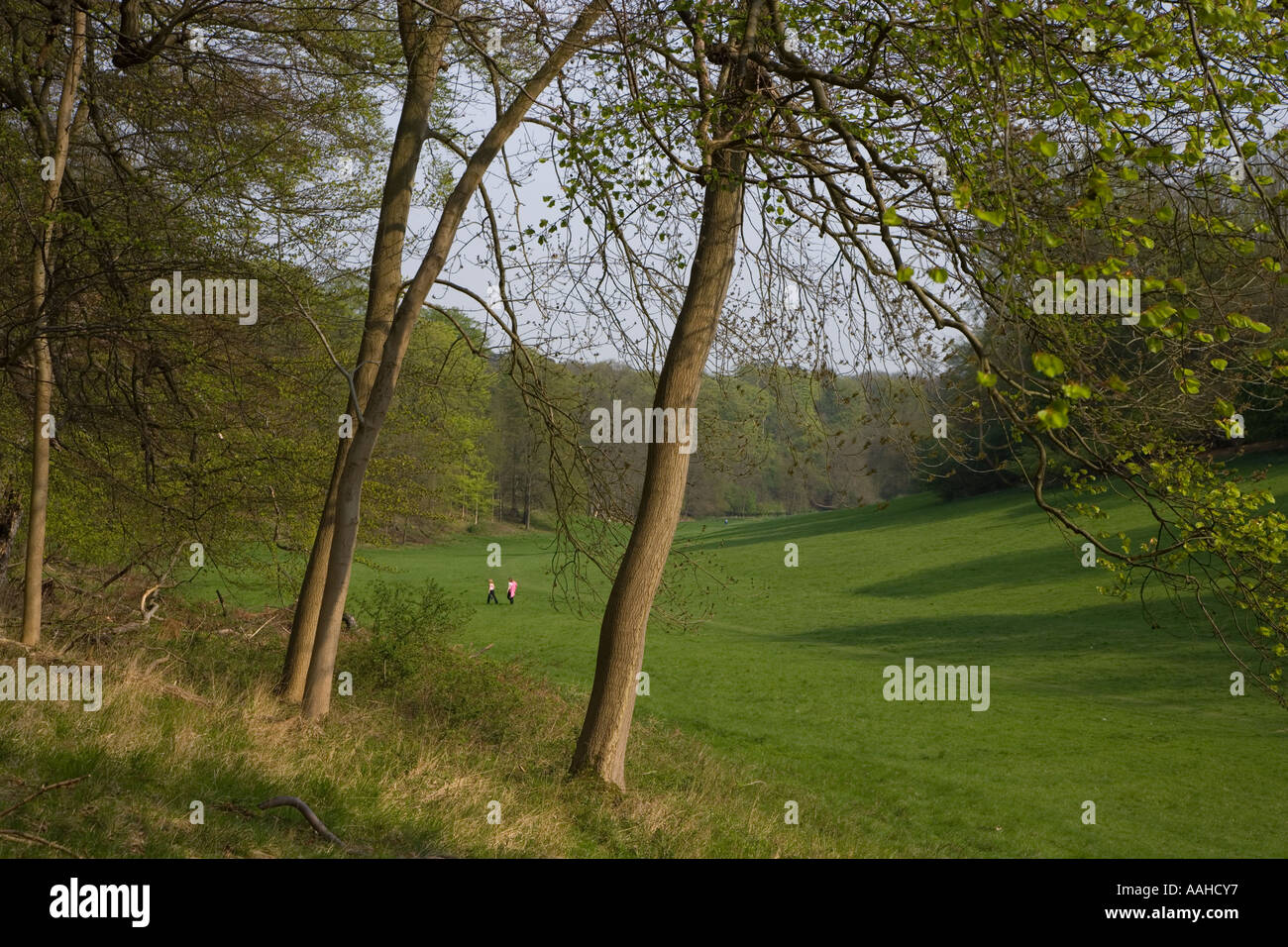 Golden valley ashridge hi-res stock photography and images - Alamy