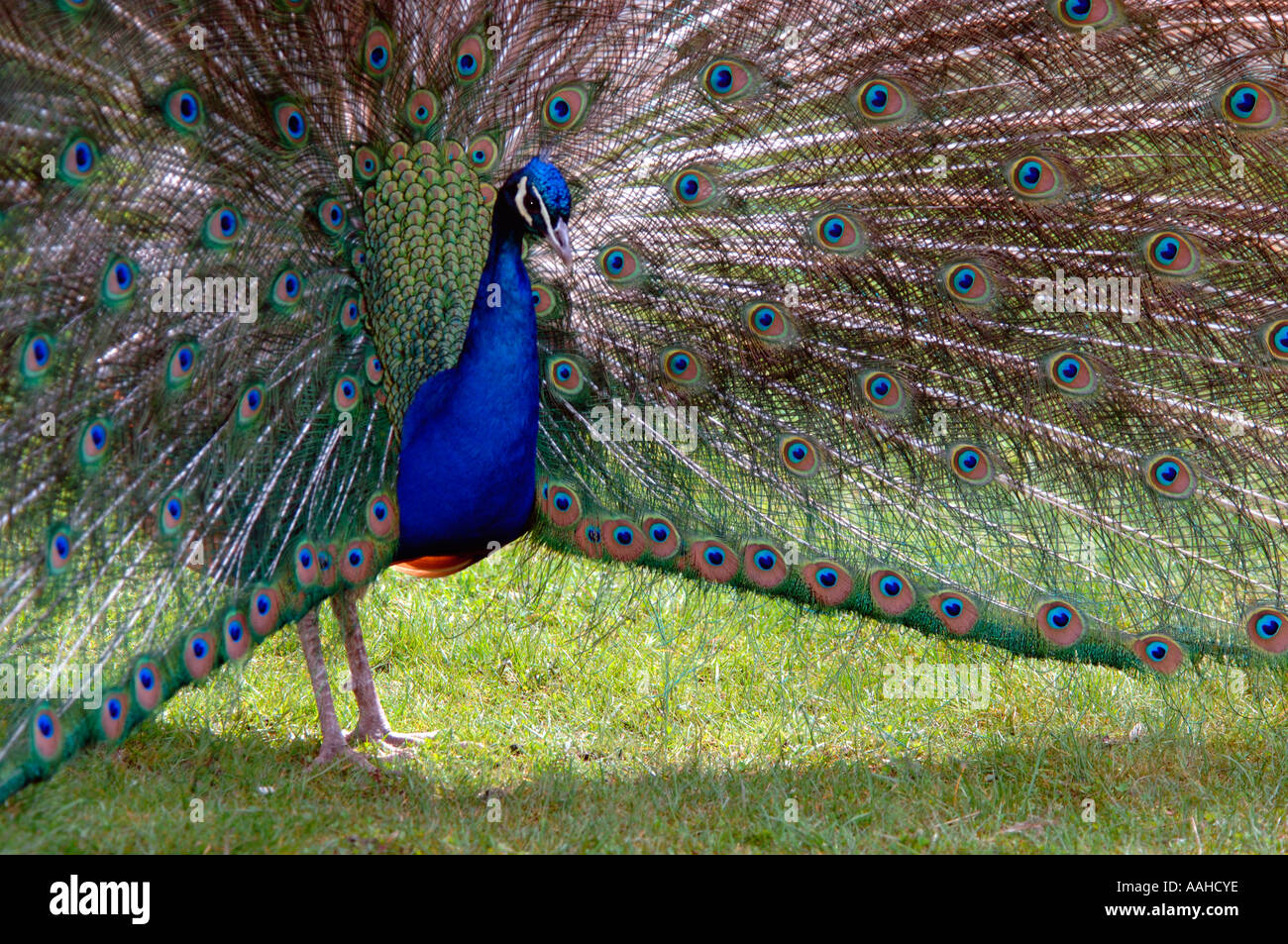 Indian Peacock (Pavo cristatus Stock Photo - Alamy