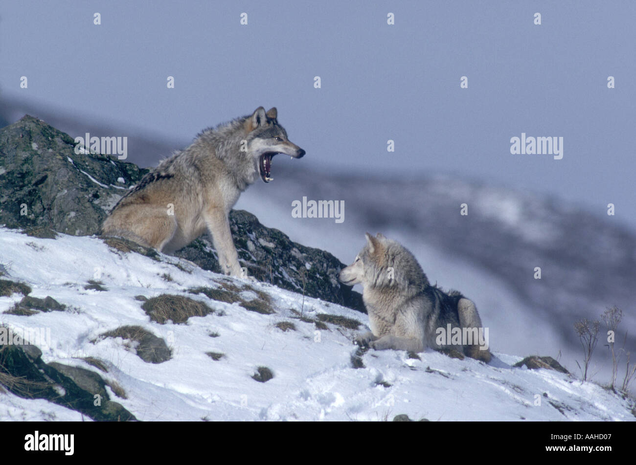 Wolf Canis Lupus Stock Photo - Alamy