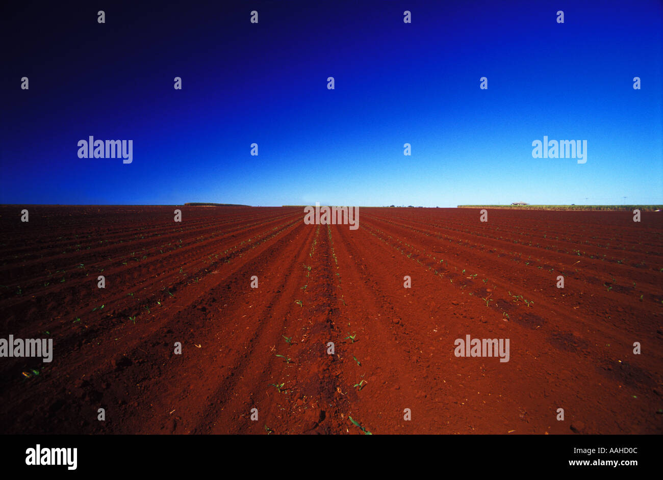 red volcanic soil ready for planting sip 3503 Stock Photo - Alamy