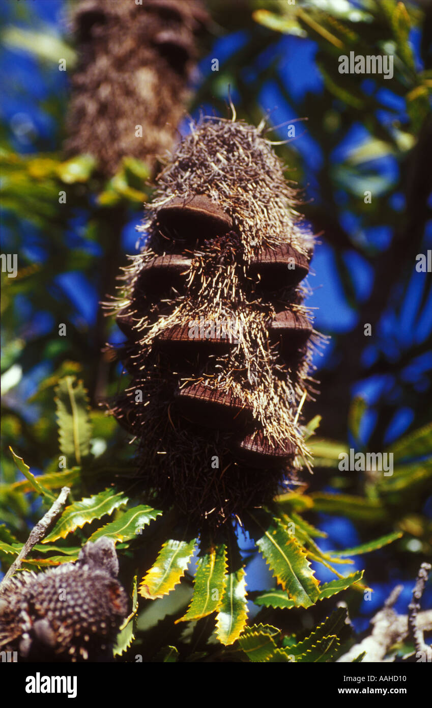Gumnut babies hi-res stock photography and images - Alamy