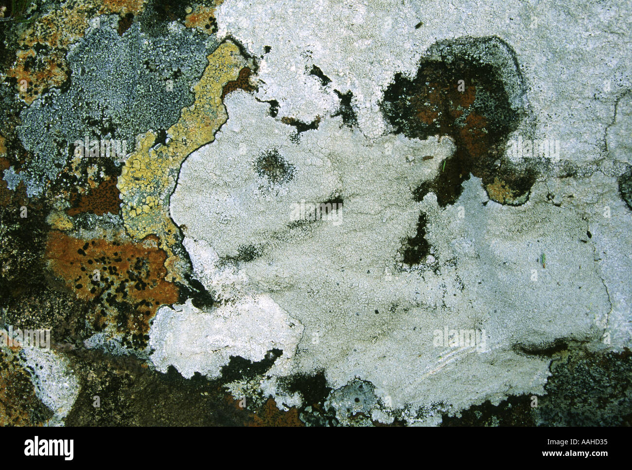 Algae patterns Scotland Stock Photo - Alamy