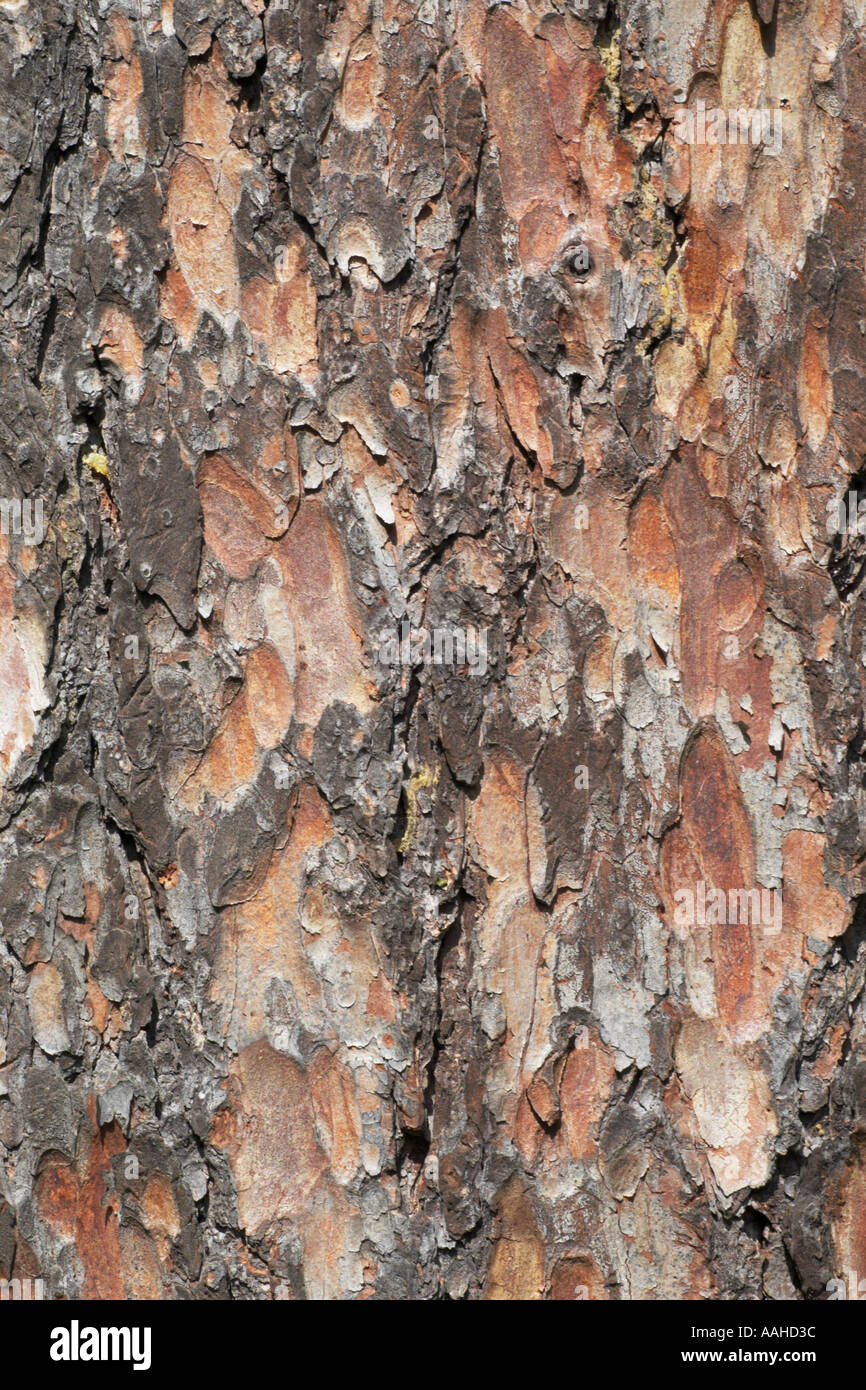 Bark of Larix decidua European Larch tree Stock Photo - Alamy