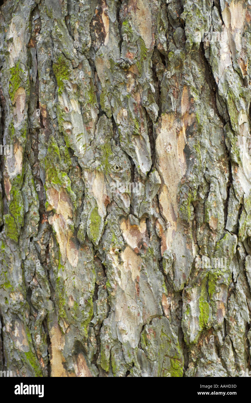 Bark of the Larch tree Stock Photo - Alamy