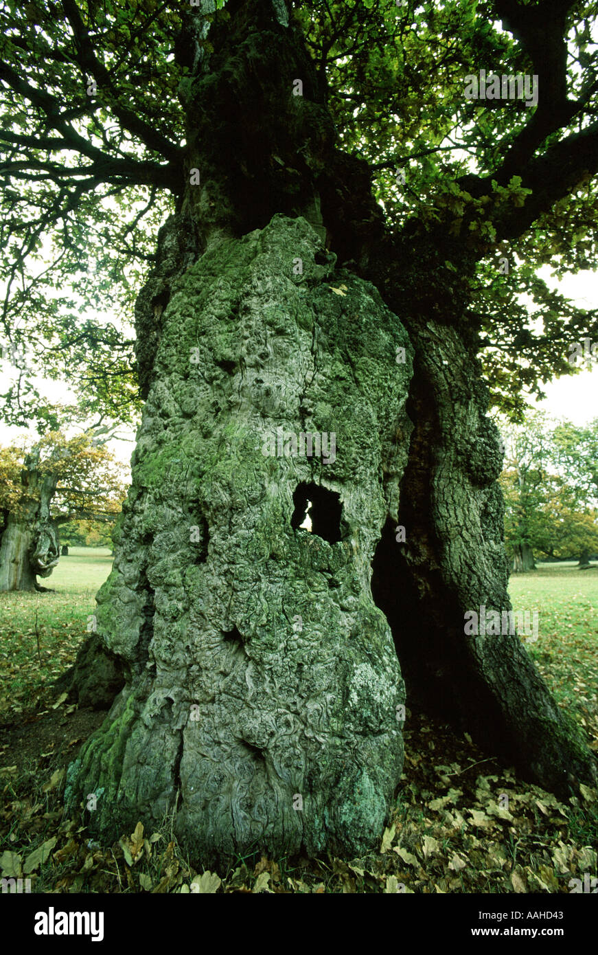 Ancient oaks Chatelherault Hamilton Scotland Stock Photo - Alamy