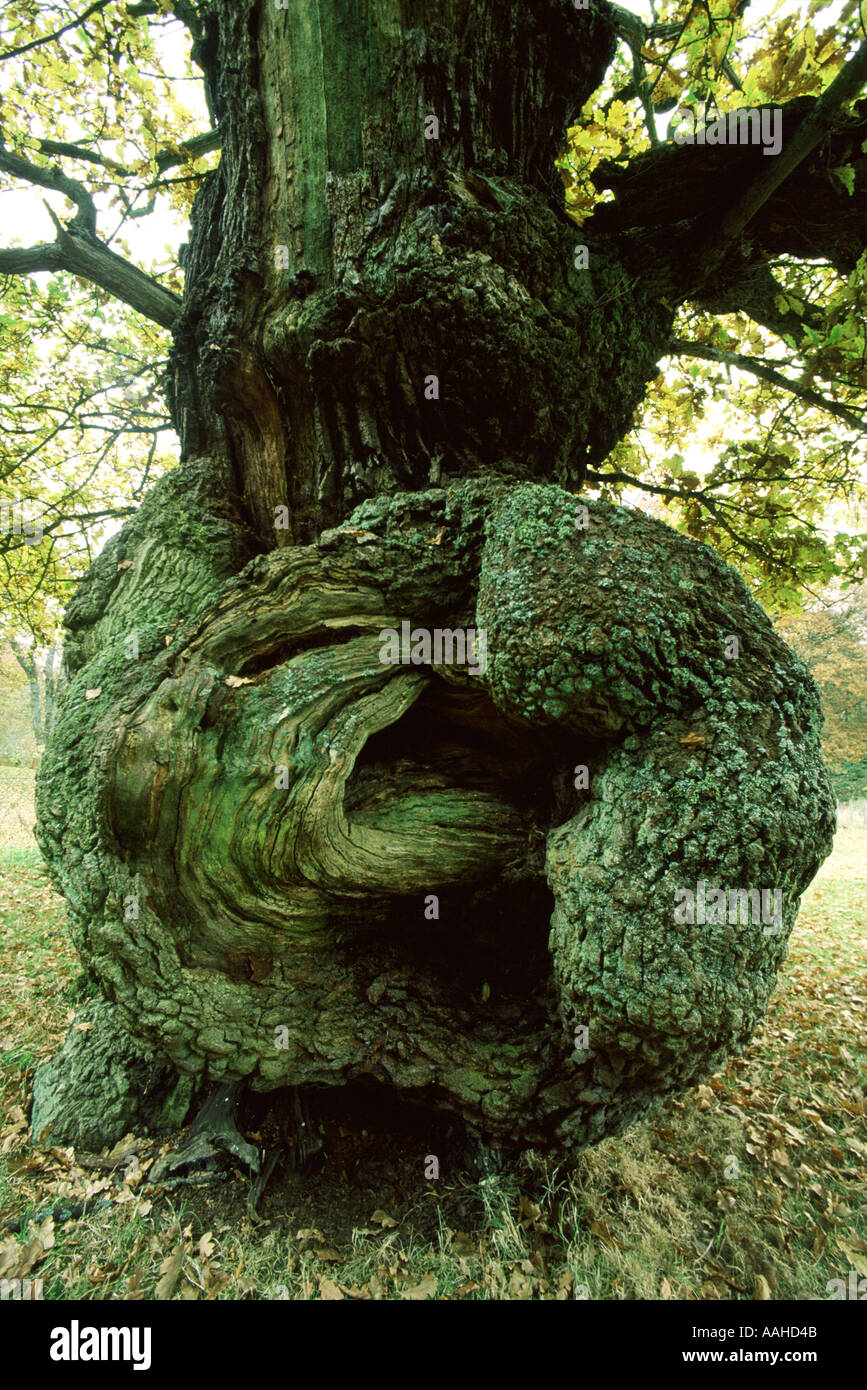Ancient oaks Chatelherault Hamilton Scotland Stock Photo - Alamy