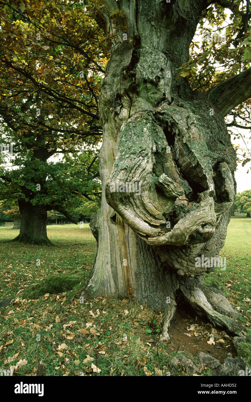 Ancient oaks Chatelherault Hamilton Scotland Stock Photo - Alamy