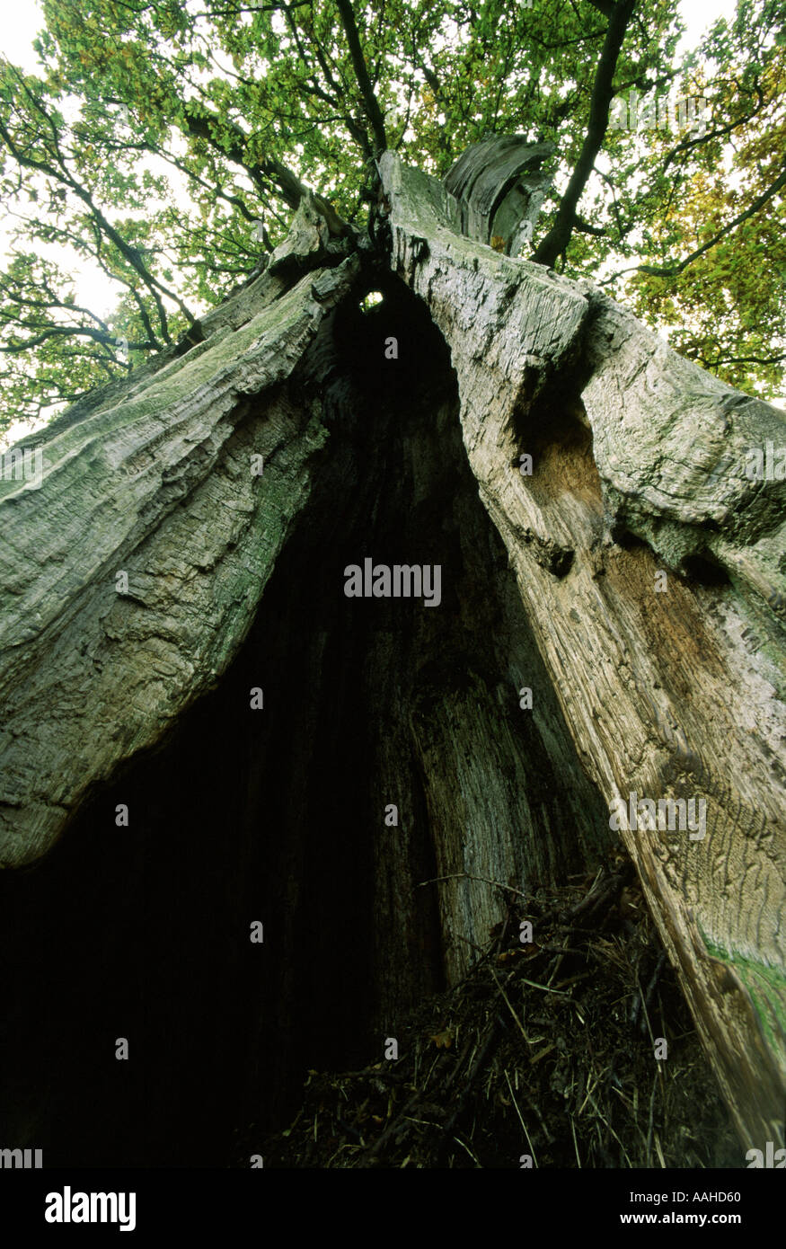 Inside of ancient oak Chatelherault Hamilton Scotland Stock Photo - Alamy