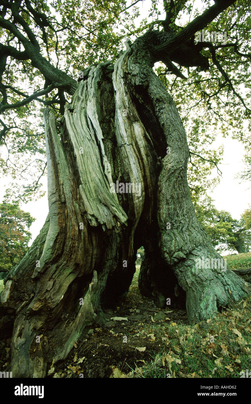 Ancient oaks Chatelherault Hamilton Scotland Stock Photo - Alamy