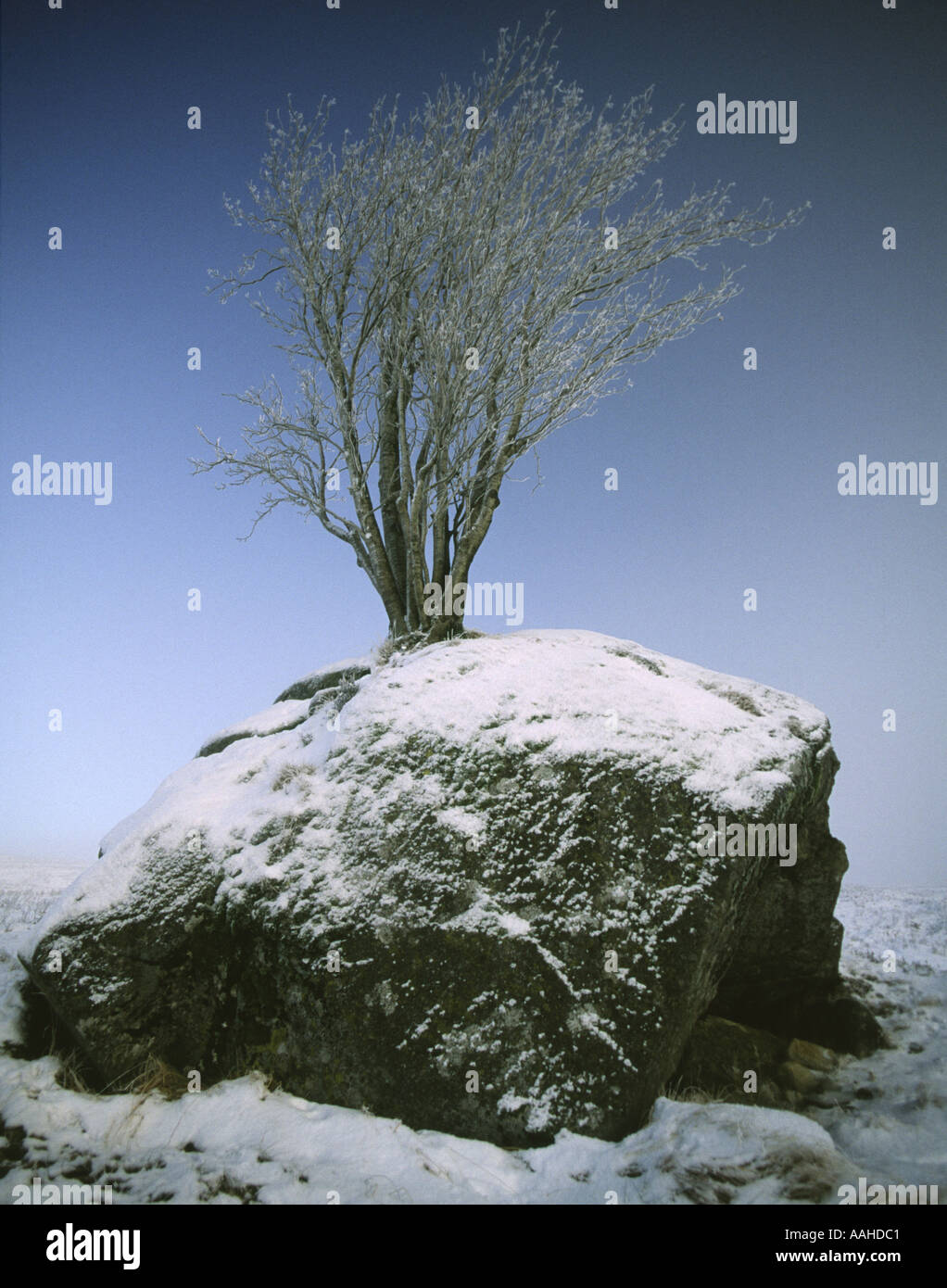 Tree growing on rock rannoch hi-res stock photography and images - Alamy
