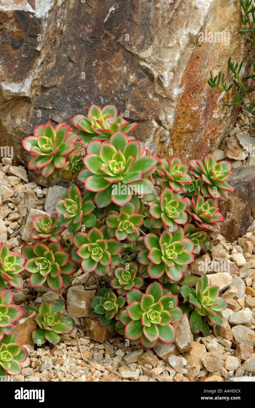 Haworth's Aeonium (Aeonium haworthii variegatum Stock Photo - Alamy