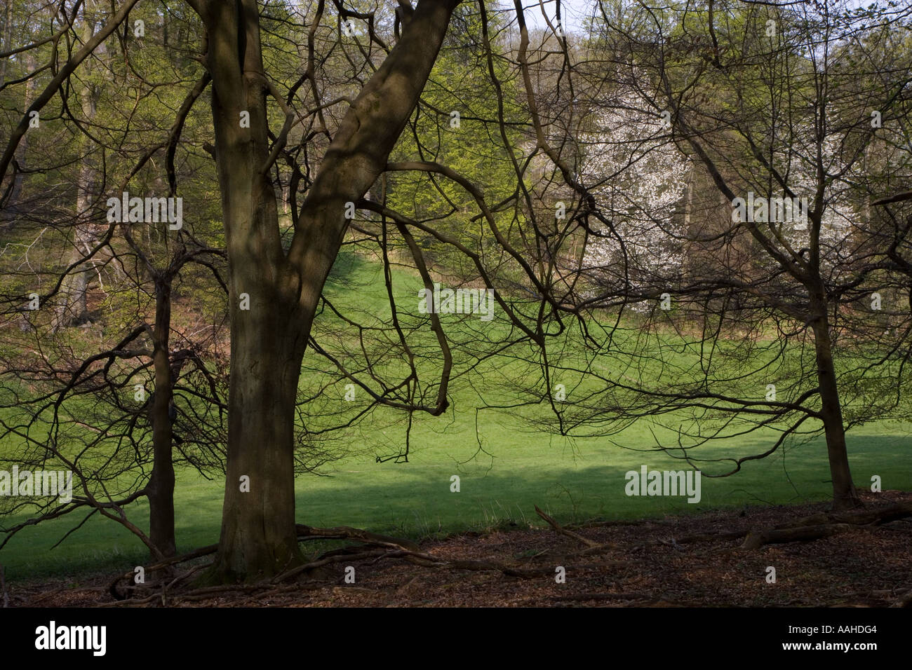 Golden valley ashridge hi-res stock photography and images - Alamy